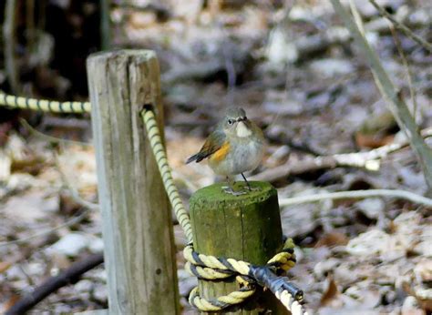 ミヤマホオジロルリビタキアオジ高尾 浅川野鳥散歩