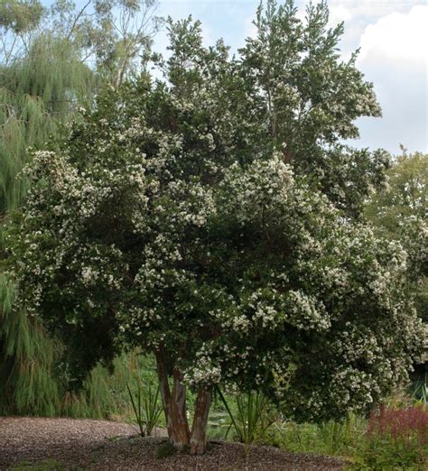 Luma Apiculata Myrtus Luma Hello Hello Plants And Garden Supplies