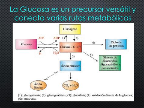 SOLUTION Glucólisis y Gluconeogénesis Studypool