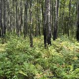 Batsto Lake Trail New Jersey 1 942 Reviews Map AllTrails