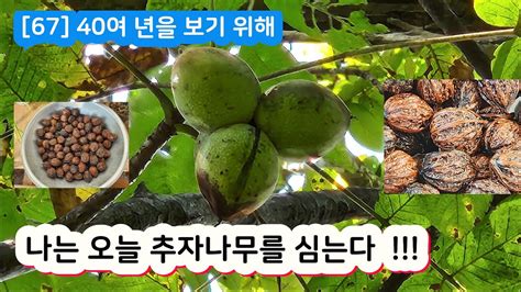 67 가래나무 야생호두 갑목 멋진 수형의 갑목 40여 년을 위해 나는 오늘 추자나무를 심는다 Youtube