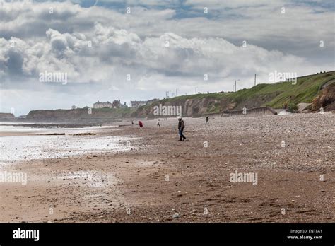 Sea Glass Collectors Hunt On Seaham Beach County Durham England Uk