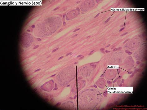 Medicina Histología Humana Medicine Human Histology Histologia