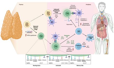 Schematic Illustration Of Treg Development Modes Of Activation And Download Scientific Diagram