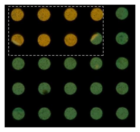 Colorimetric Plasmonic Sensing With Nanocup Array Device Bright Field Download Scientific