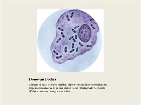 Donovanosis