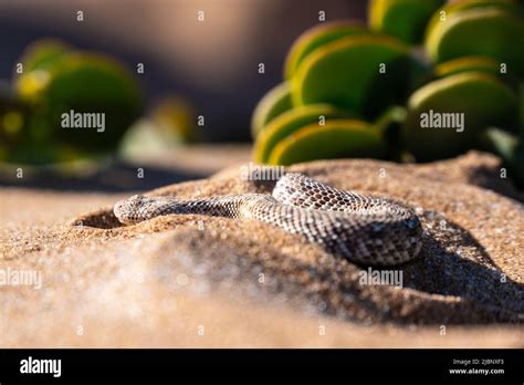 Namib Dwarf Sand Adder Or Namib Desert Sidewinding Adder Bitis