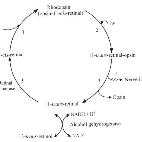 Photocycle Scheme Of BR Aqueous Solution PH 7 2 T 20 0 C Latin