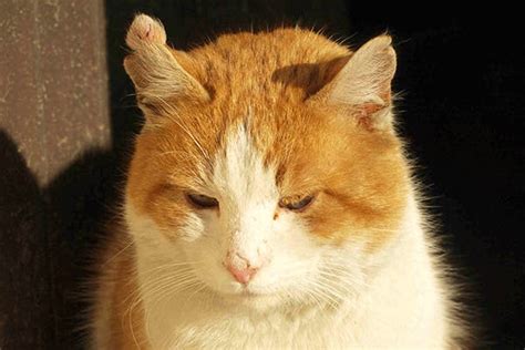 Saggy Skin In Cats Symptoms Causes Diagnosis Treatment Recovery