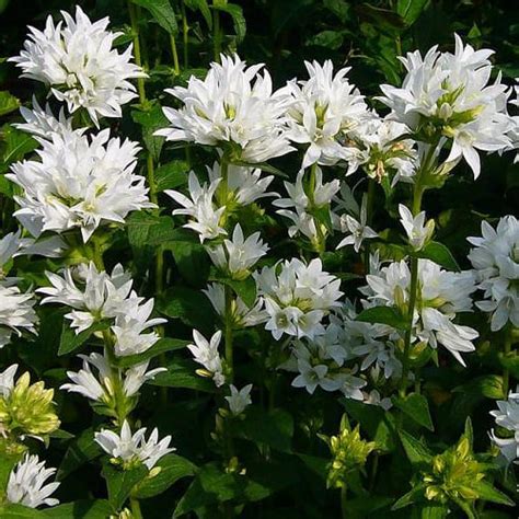 Купить колокольчик скученный Blanc White (Бланк Вайт)