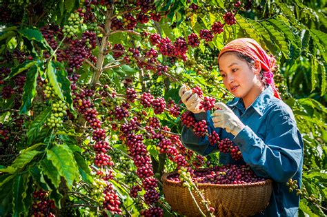 Nâng Cao Chất Lượng Và Khả Năng Cạnh Tranh Của Nông Sản Việt Nam Giúp