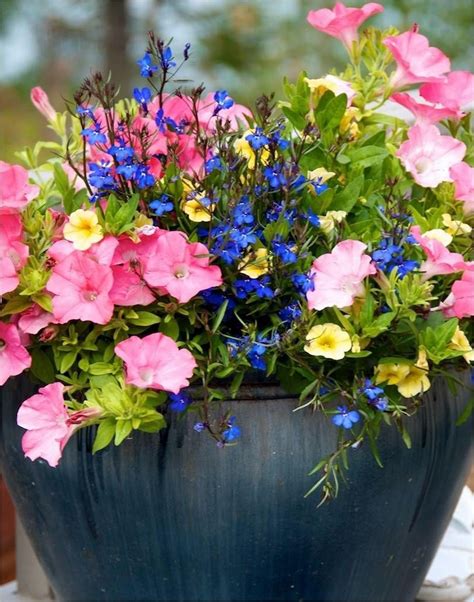 🌺🌺🌺Мандлын цэцгийг цэцгийн Экстра Орос Худалдааны Төв