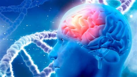 Identificado Un Gen Relacionado Con El Envejecimiento Del Cerebro Invdes