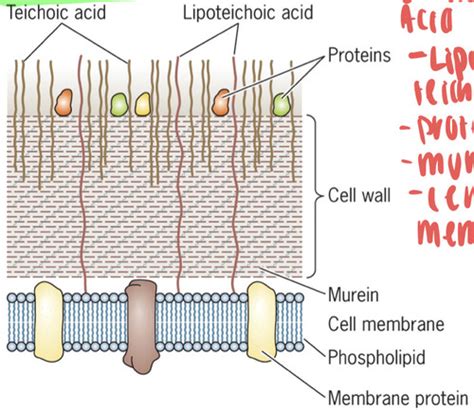 Topic D Prokaryotic Cell Envelope Exterior Interior Flashcards Quizlet