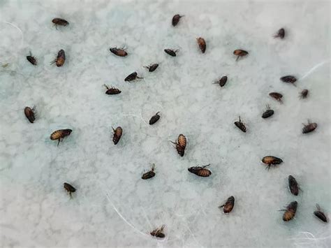 Mutant Fleas To Join Forces With Pesky Bedbugs To Pile On Misery For