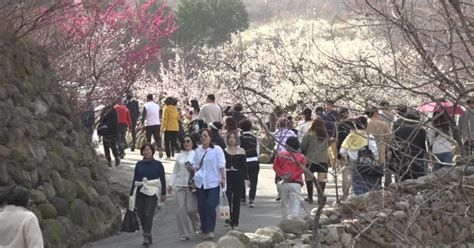 광양 매화축제 또 바가지 상혼에 교통체증까지관람객 불만 폭증