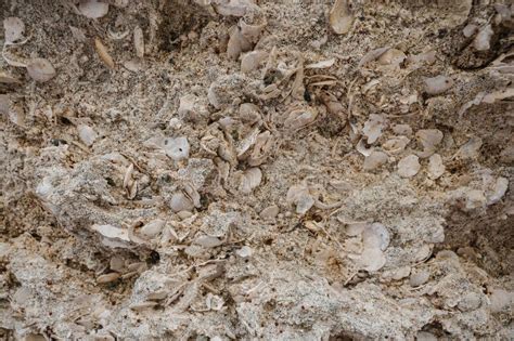 Texture Of Sedimentary Limestone Rock With Shells Stock Image Image