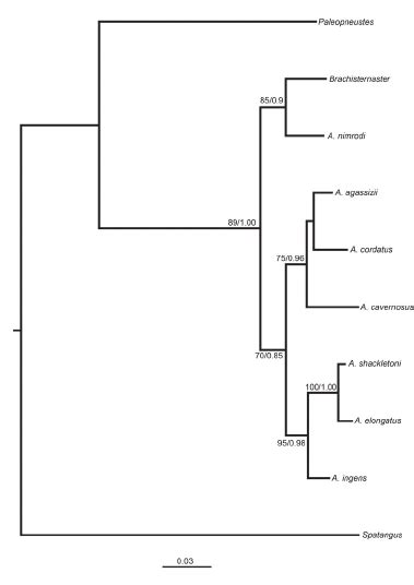 Mismatch Distribution And Network Of COI Haplotypes Of A Agassizii