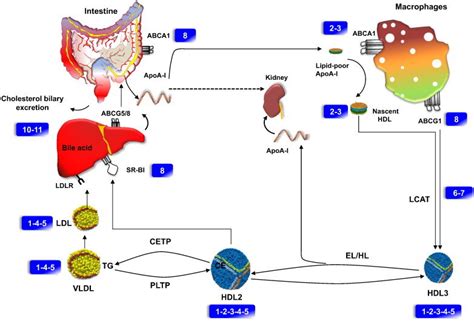 Schematic Representation Of Hdl Functional Assays In Rct Pathway