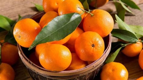 Can Dogs Eat Mandarin Oranges Citrus Effect