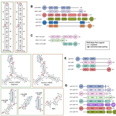Model Mrna Protein Interactions Green Boxes Represent Target Rna