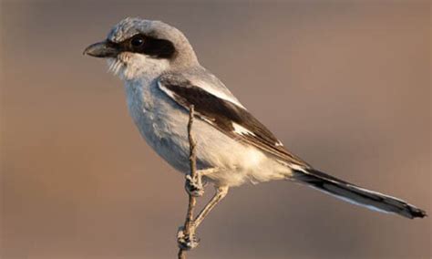 Loggerhead Shrike