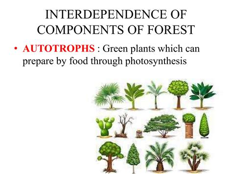 Class 7 Ppt Science Forest Our Life Line Cbse Pptx