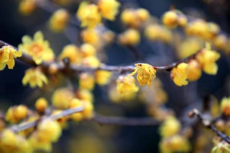 江苏淮安：蜡梅绽放报春来