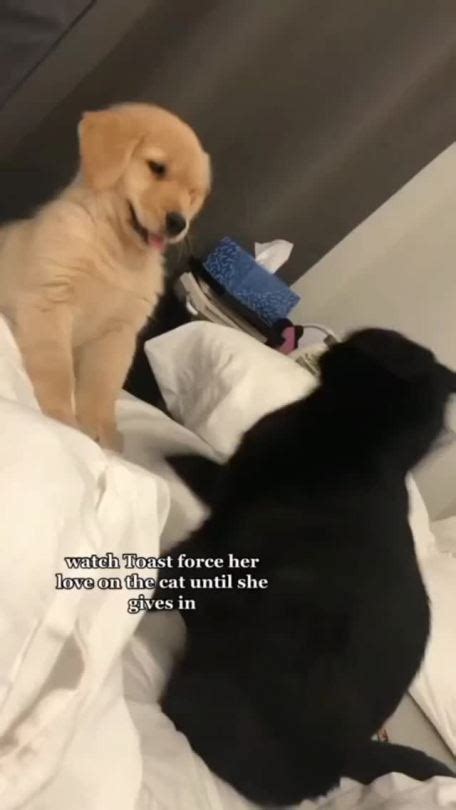 Best Buddies Tumbex