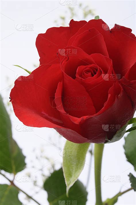 宏的蓝色花紫菀