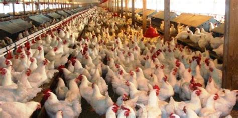 Птицеферма в село Киченица ще се оборудва с евросредства Eufunds