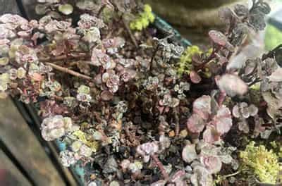 多肉植物叶片腐烂了怎么办怎么救 多肉植物 农百科 农百科