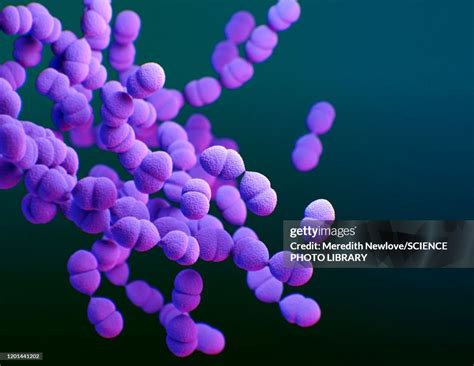 Streptococcus Pneumoniae Bacteria Illustration High Res Vector Graphic