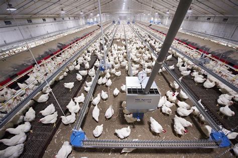 Ensemble Complet De La Volaille Farm Equipment Éleveur D′alimentation
