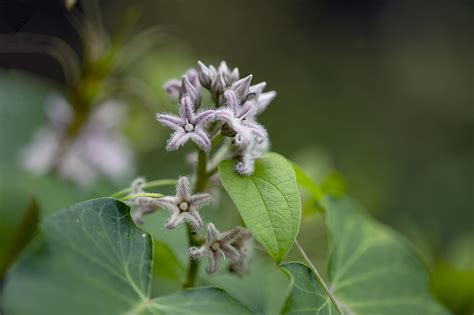 산능선의 야생화㉝ 박주가리