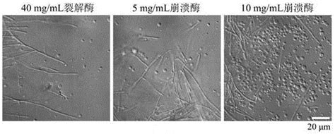 深海真菌白色侧齿霉菌原生质体的制备及遗传转化方法与流程