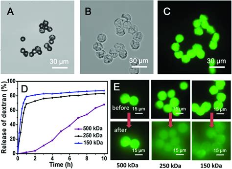 Micrographs Of Dried Microcapsules Containing 500 Kda Fitc Dextran A
