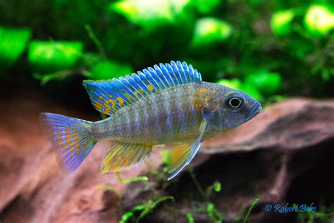 Aulonocara Jacobfreibergi Akvaristika I Teraristika