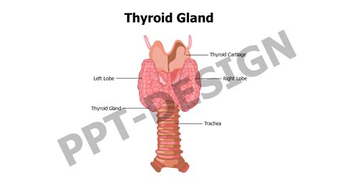 Thyroid Gland Anatomy Slide Inforgraphics And Slides