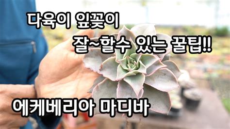 다육이 키우기 번식 잎꽂이 잘하는법 에케베리아 마디바 Youtube