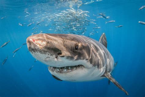 Why Choose Natural Light For Underwater Photographytem Title