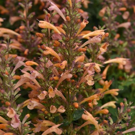 Agastache Mexicana Summerlong™ Balsumleac Mexican Giant Hyssop Garden