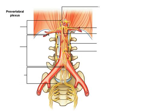 Diagram Of Prevertebral Plexus Quizlet