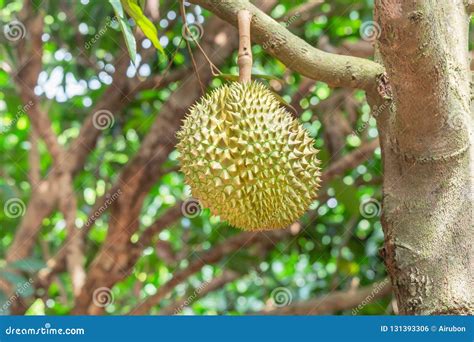 Durian Or Durio Fruit Isolated On White Surface Royalty Free Stock
