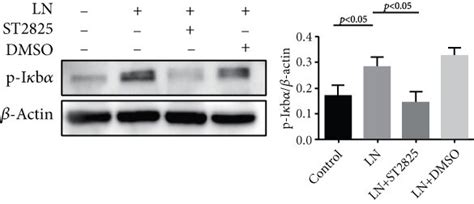 Inhibition Of The Tlr4myd88nf κbp65 Pathway Relieved Gec Injury In