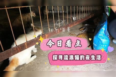今晚带你探寻流浪猫的夜生活！