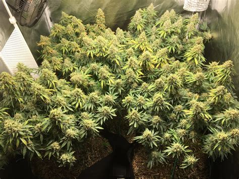 F G X Blueberry Headband No Till Update Almost Ready Notillgrowery