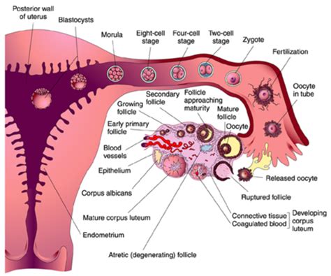 Conception And Fetal Development Flashcards Quizlet