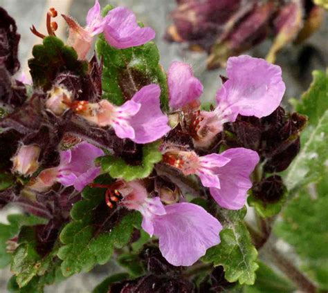 Teucrium Chamaedrys