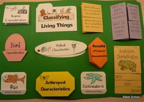 Animals Classification Lapbook Animal Classification Lapbook